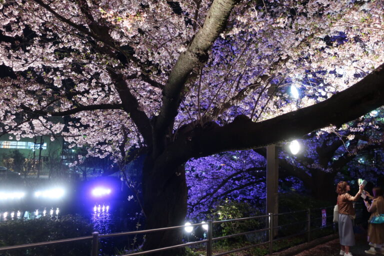 Let’s Go to Fukuoka Castle Sakura Festival for Hanami! – Explore Fukuoka
